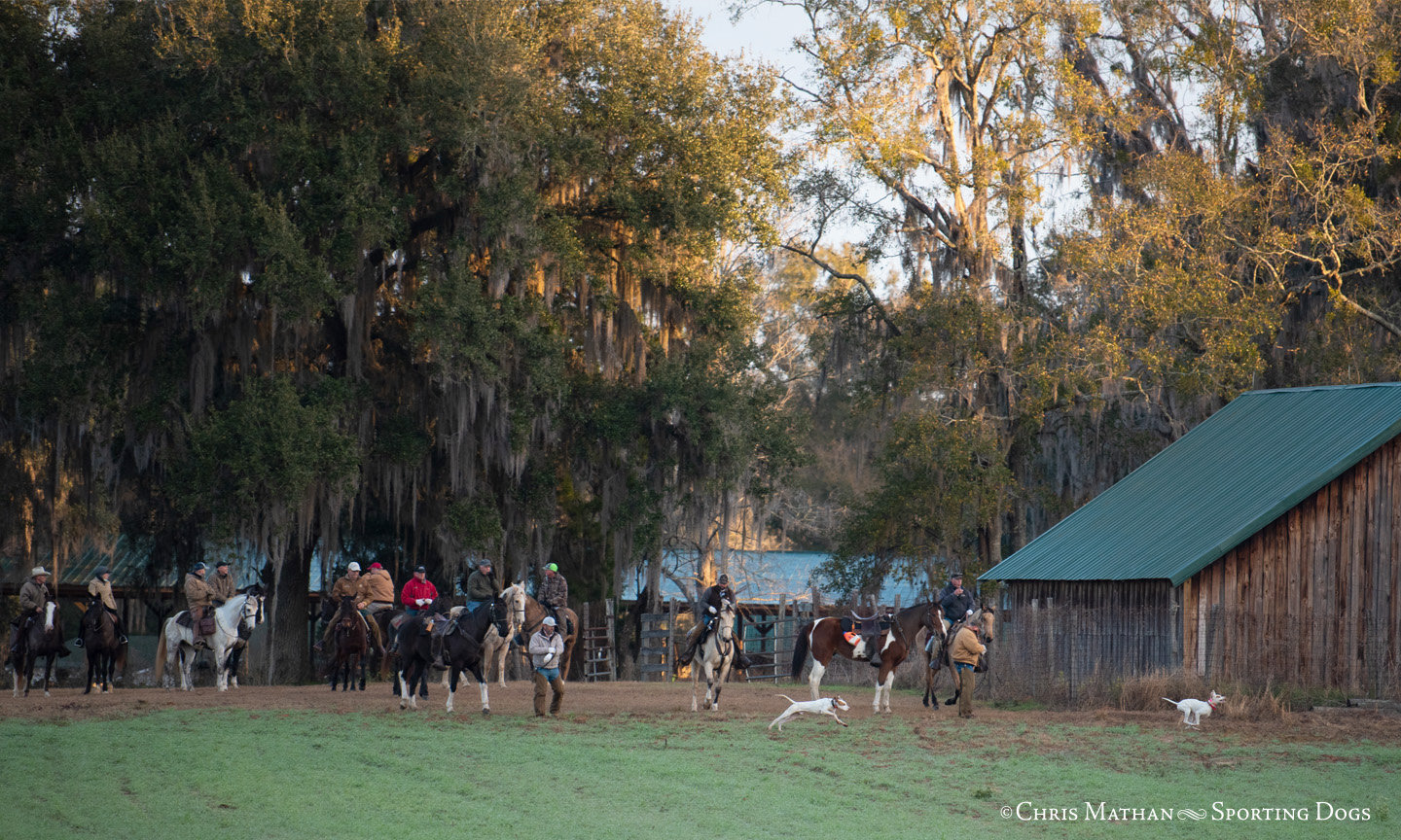 Field Trials - Chris Mathan Sporting Dogs