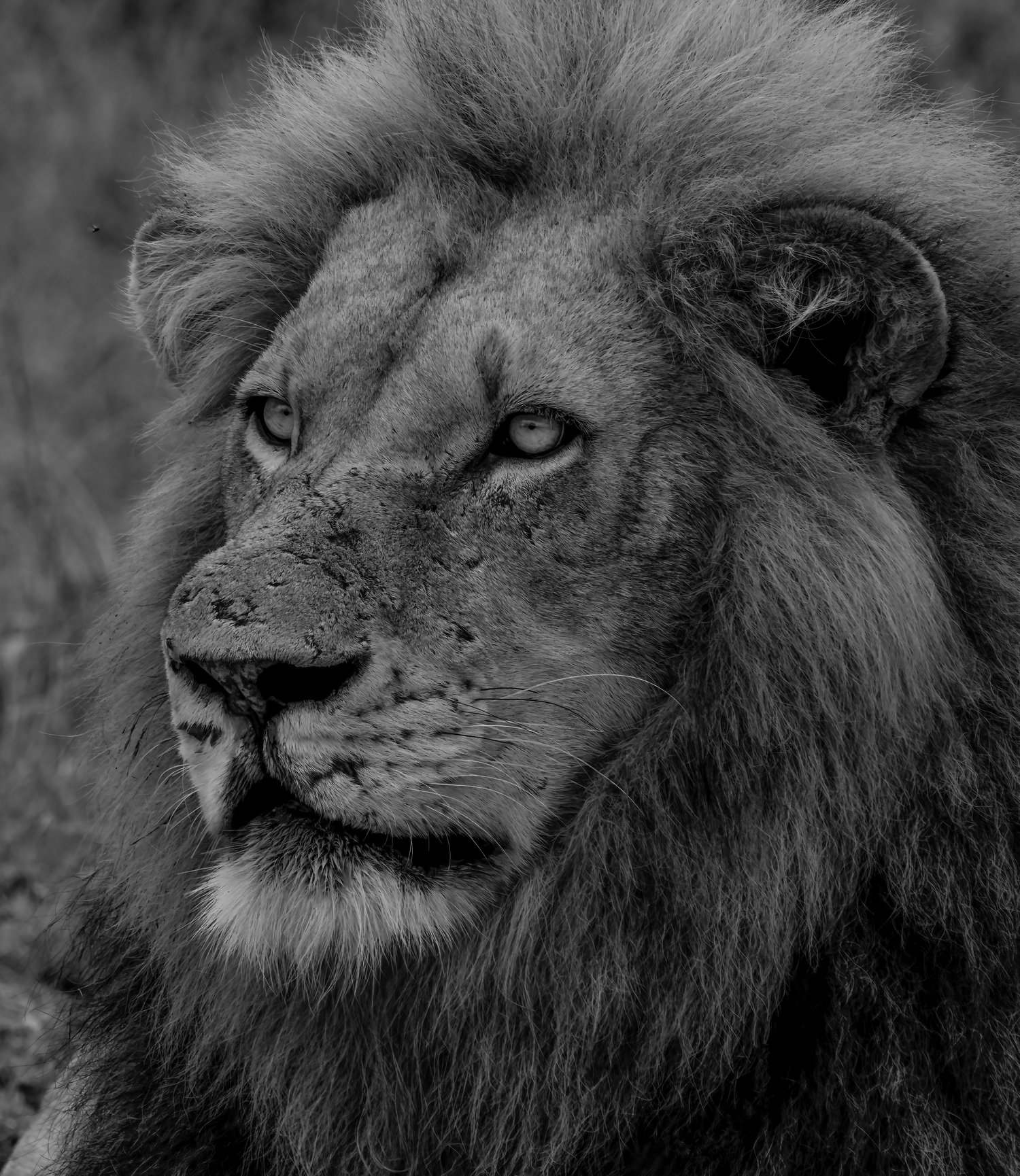 WILDLIFE - Kandy Gallery