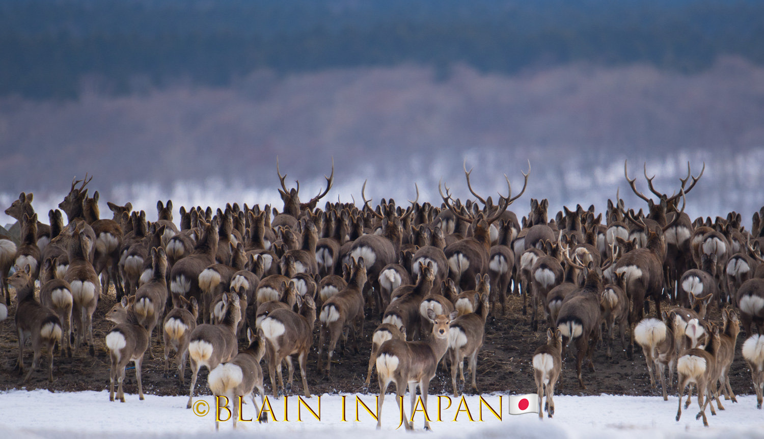 The Largest Herd of Ezo Sika Deer Ever Photographed - Blain Harasymiw ...