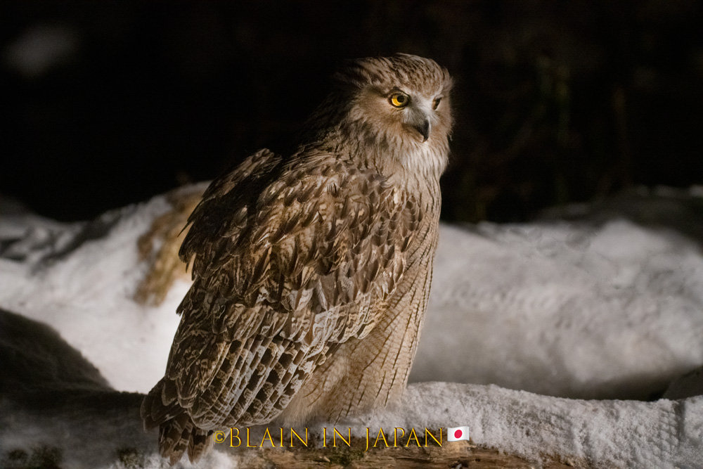 Birds Photography Gallery | Blain Harasymiw Photography