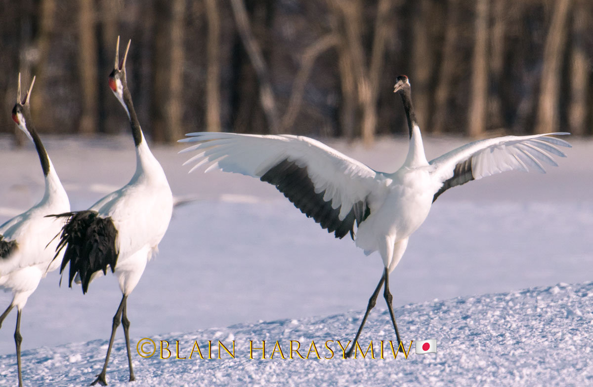 Hokkaido Birding Tour - Red-Crowned Cranes (Grus japonensis ...