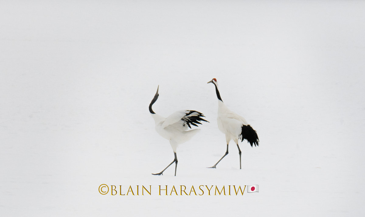 Red-crowned Cranes (Grus japonensis) Throughout Hokkaido and Asia ...
