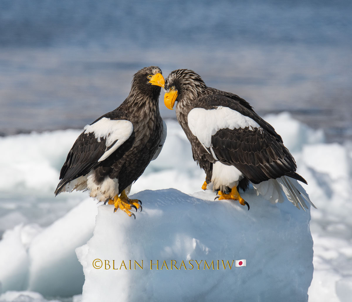 First Nations People of Japan - Steller's Sea Eagle God - Blain ...