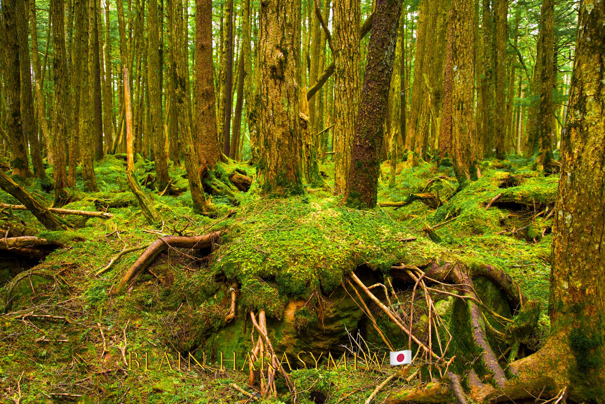 Japan Photo Tour - Seeing More of Japan & Authentic Mt. Fuji - Blain ...