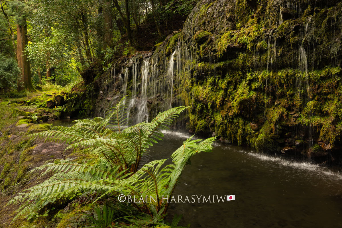 Mt. Fuji Hakone Japan Spring Photo Tour - Blain Harasymiw Photography