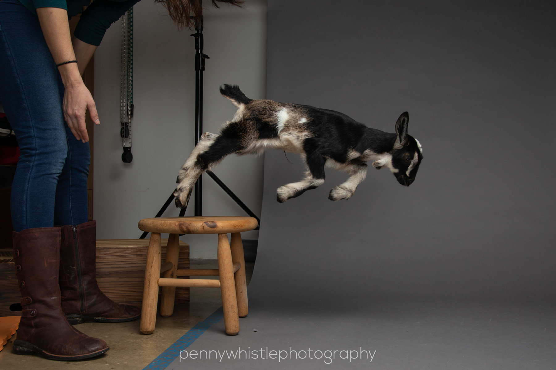 Baby Goats in the Studio