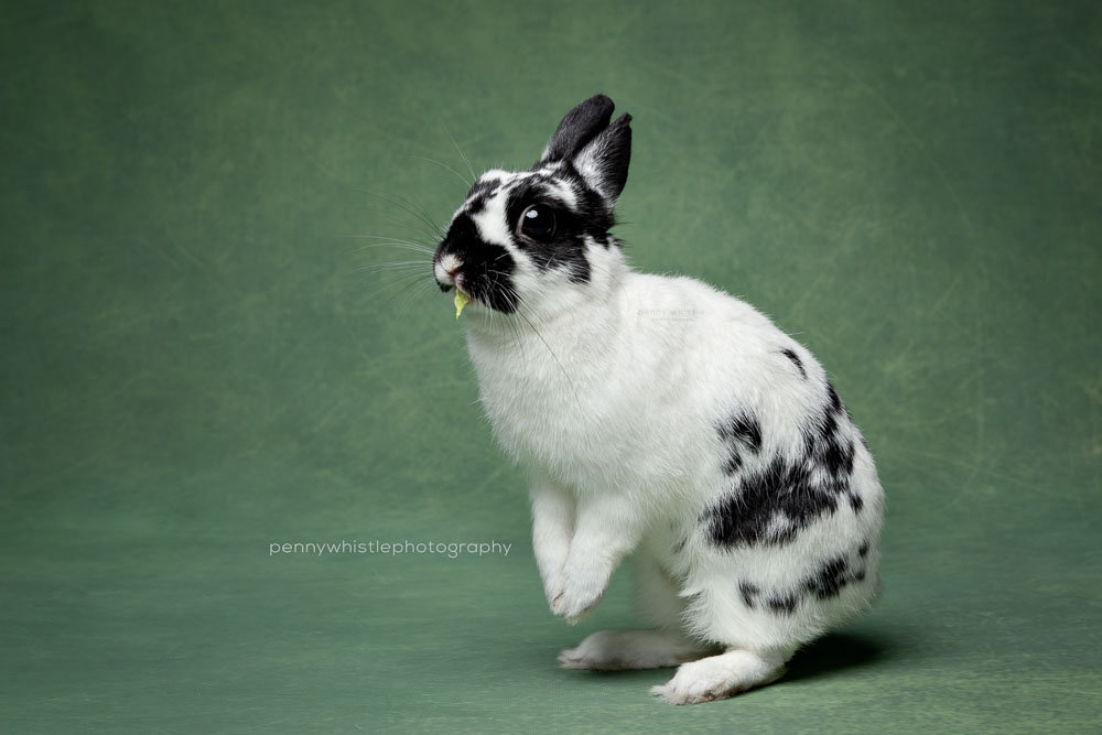 Waffles the Rabbit Gets Professional Portraits