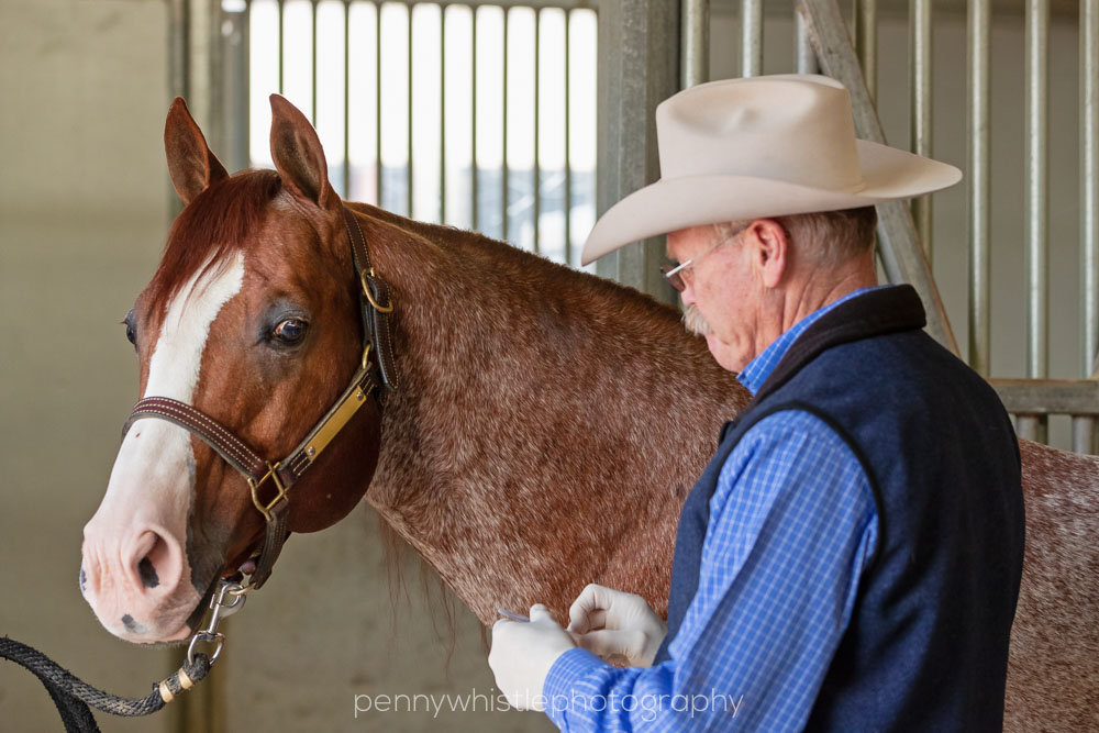 Commercial Animal Photography For Your North Texas Business - Penny ...