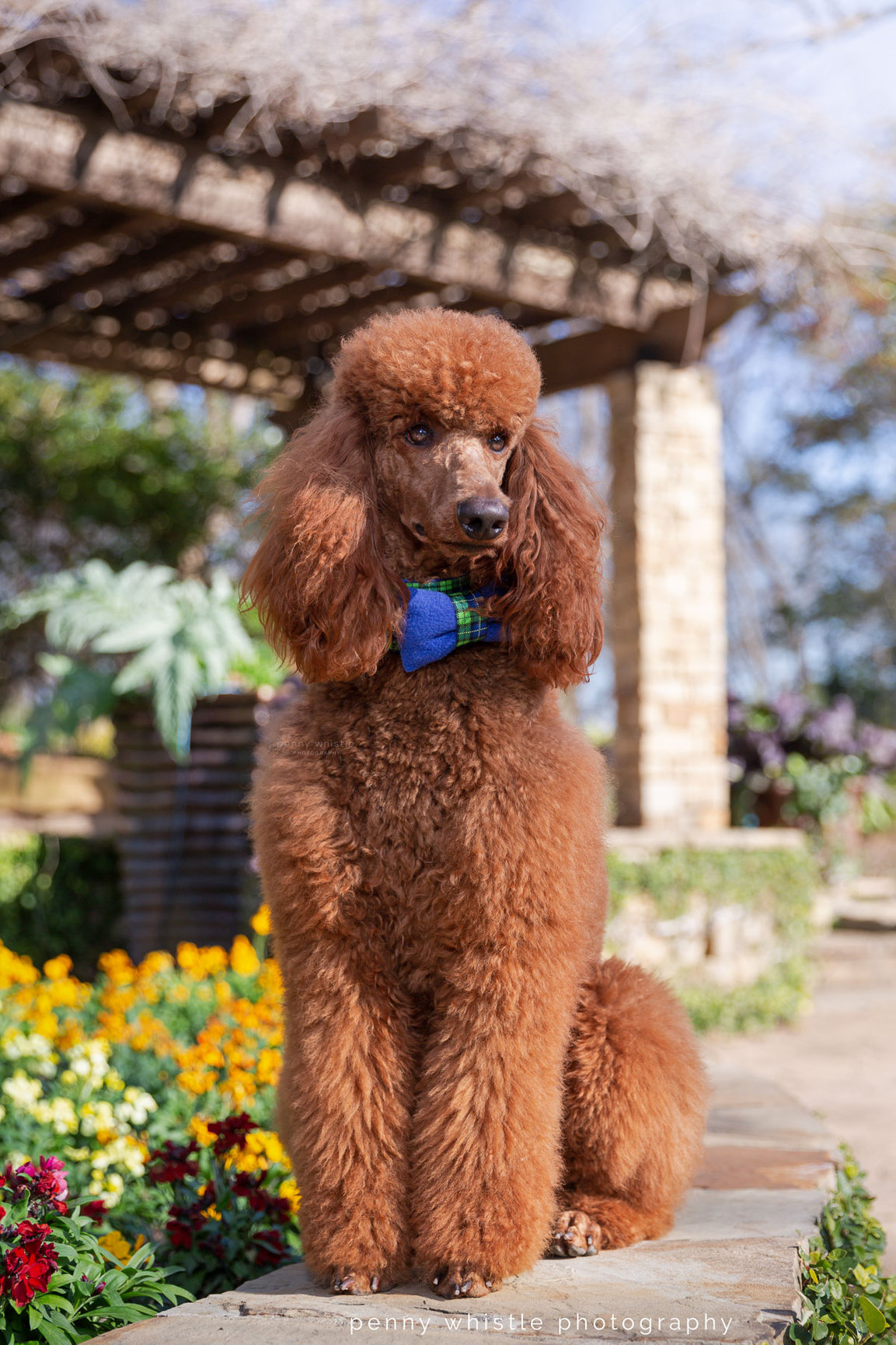 Responsibly Bred Red and Multi-Colored Standard Poodles in Dallas ...