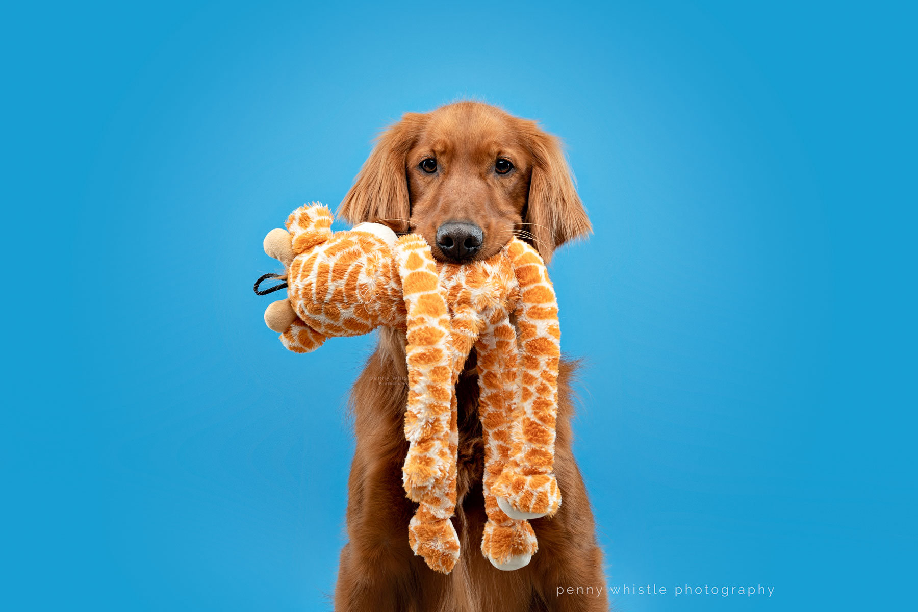 Colorful and Fun Studio Pet Portraits in Dallas - Fort Worth