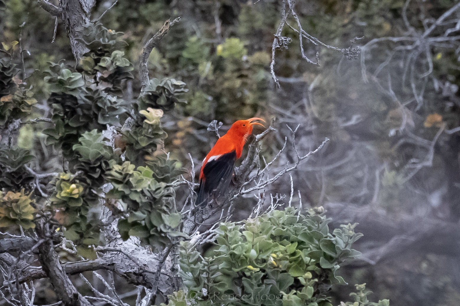 The Elusive I'iwi Bird - Piko Piko Photography