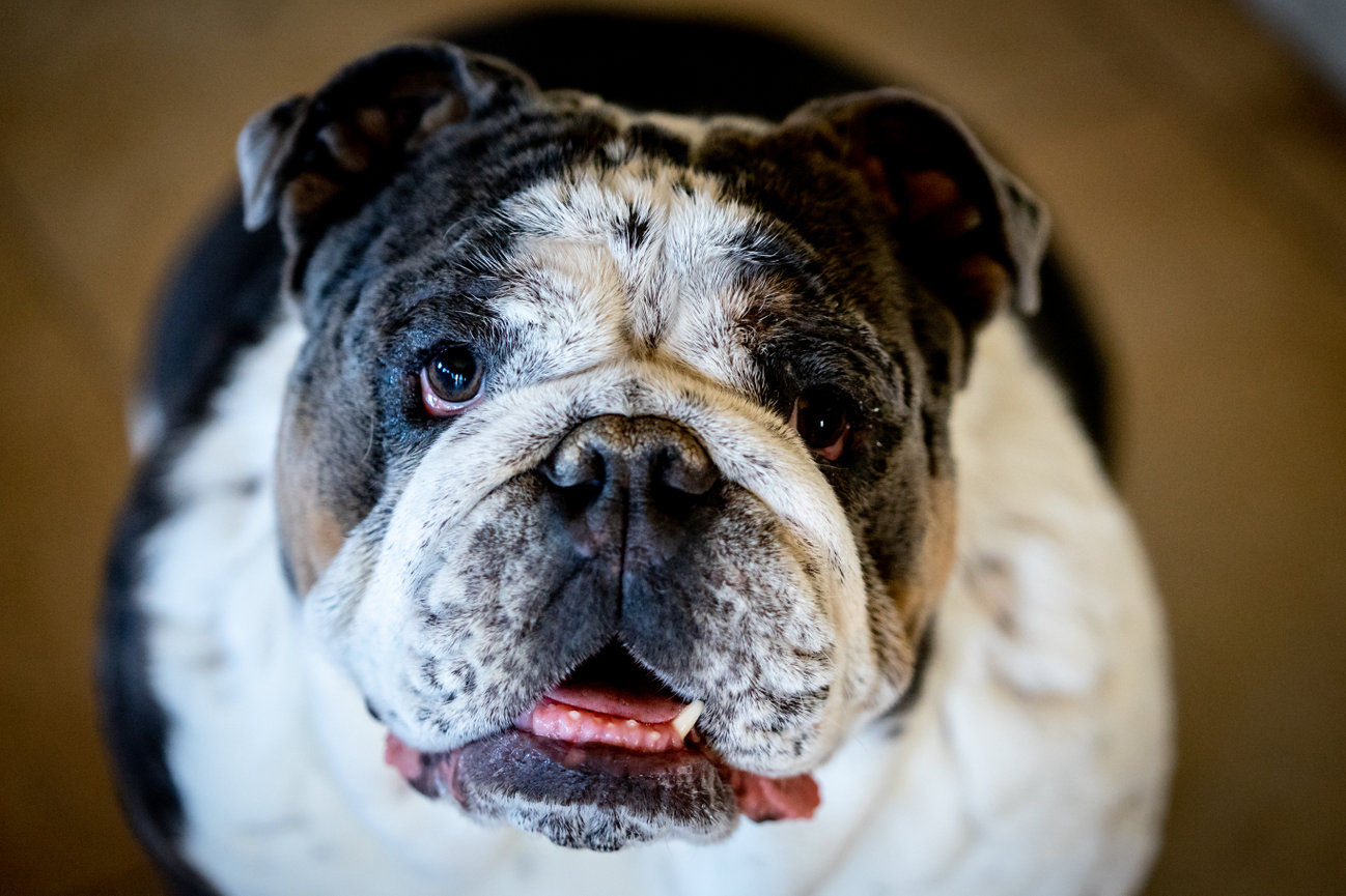 Animals - Ronda Albus