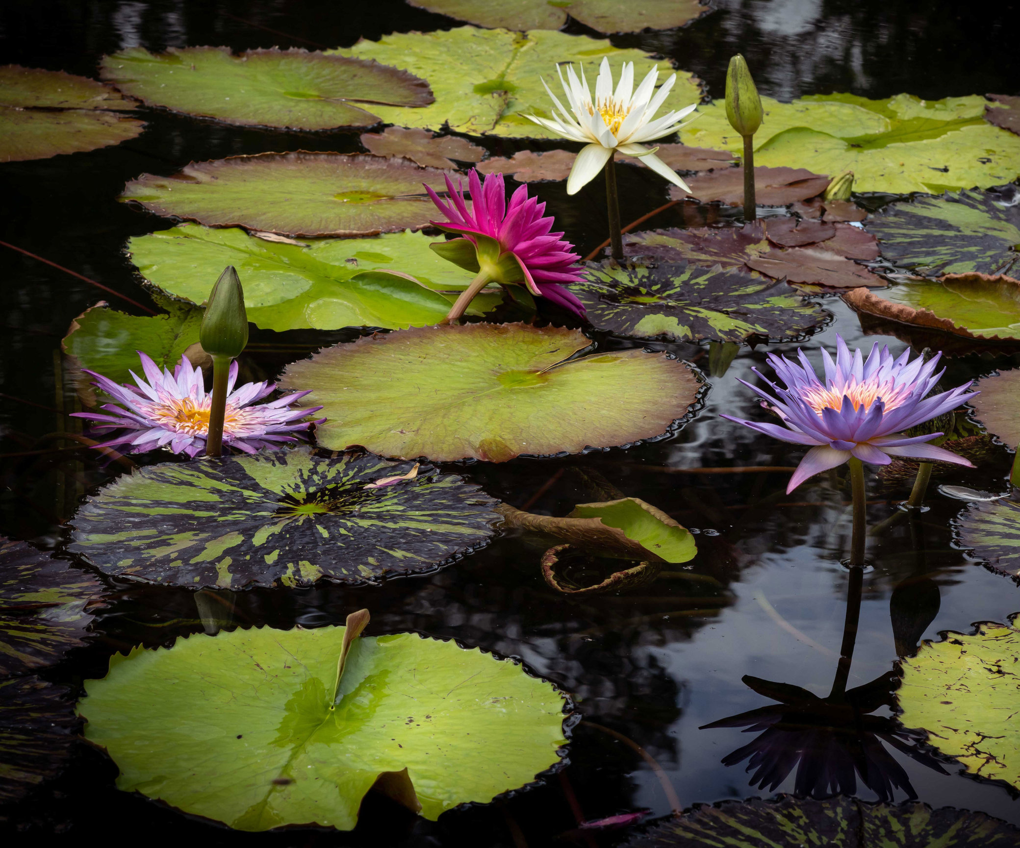 HOME - Steven Kaye Photography