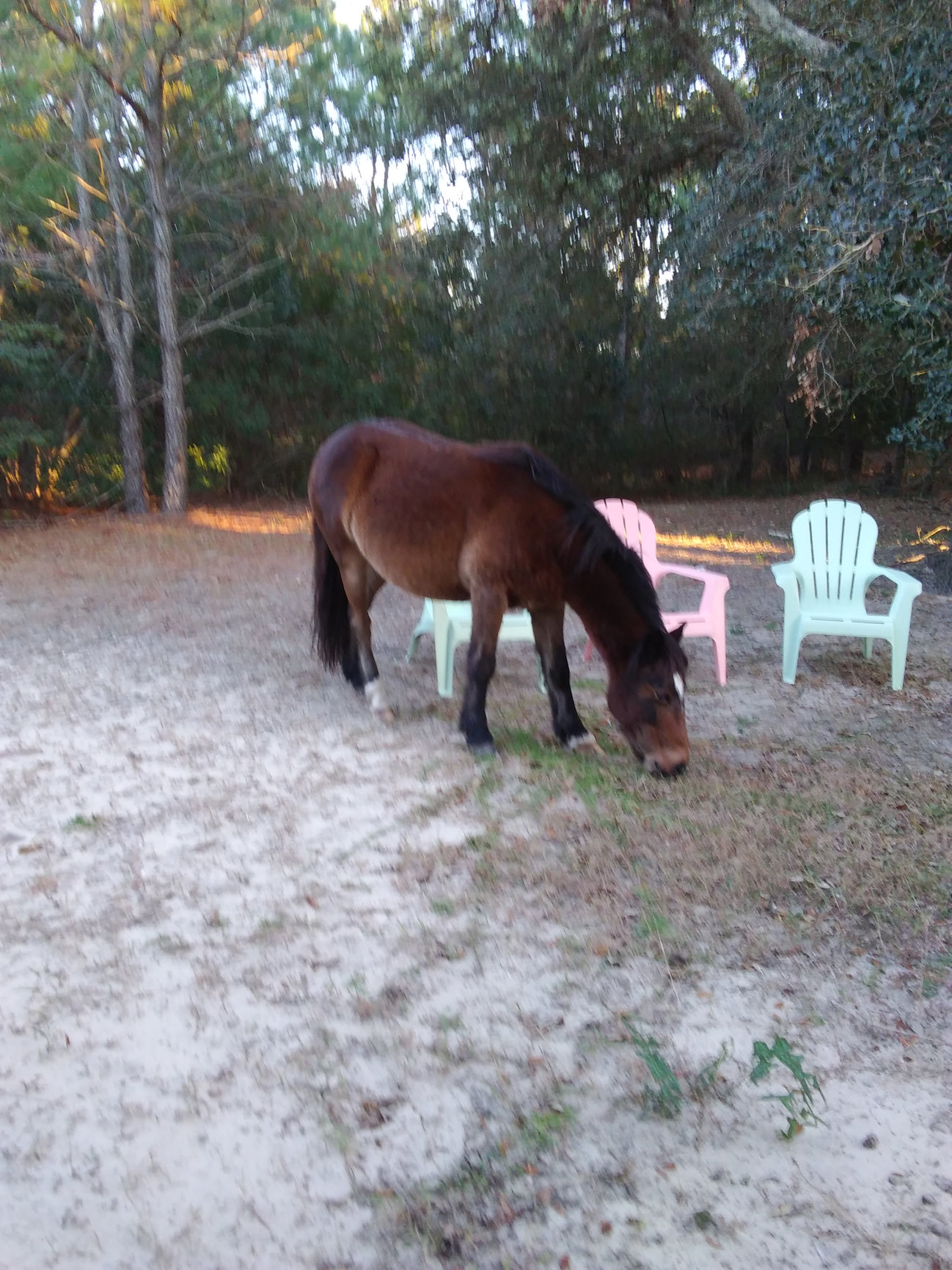 Pony Park Project - The Wild Horse Preserve at Grayce Wynds