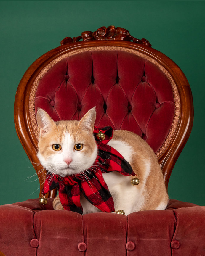 CATS in the Studio - NosesTailsPaws Pet Photography