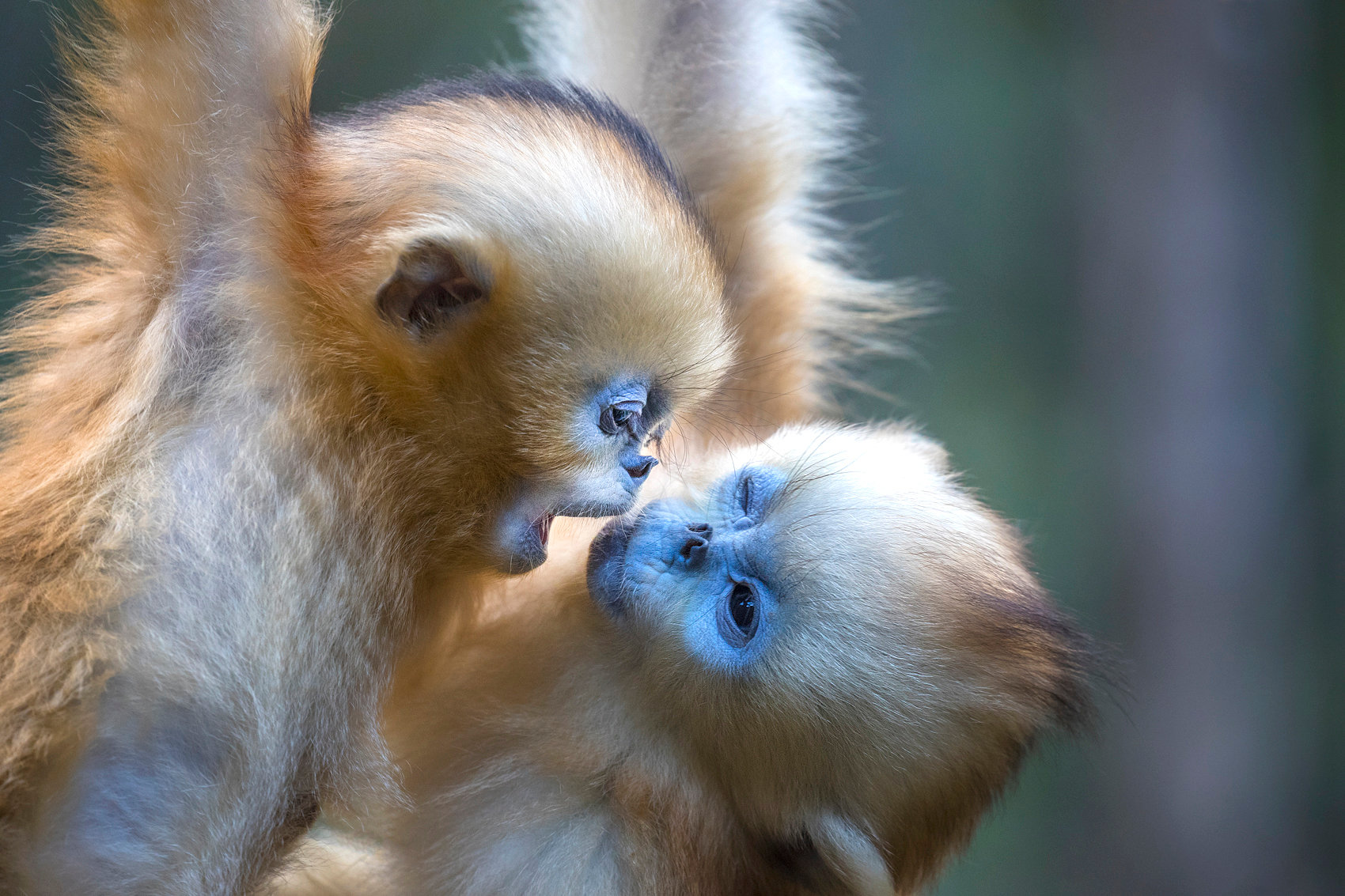 Snub-nosed monkeys - Jim Zuckerman photography & photo tours