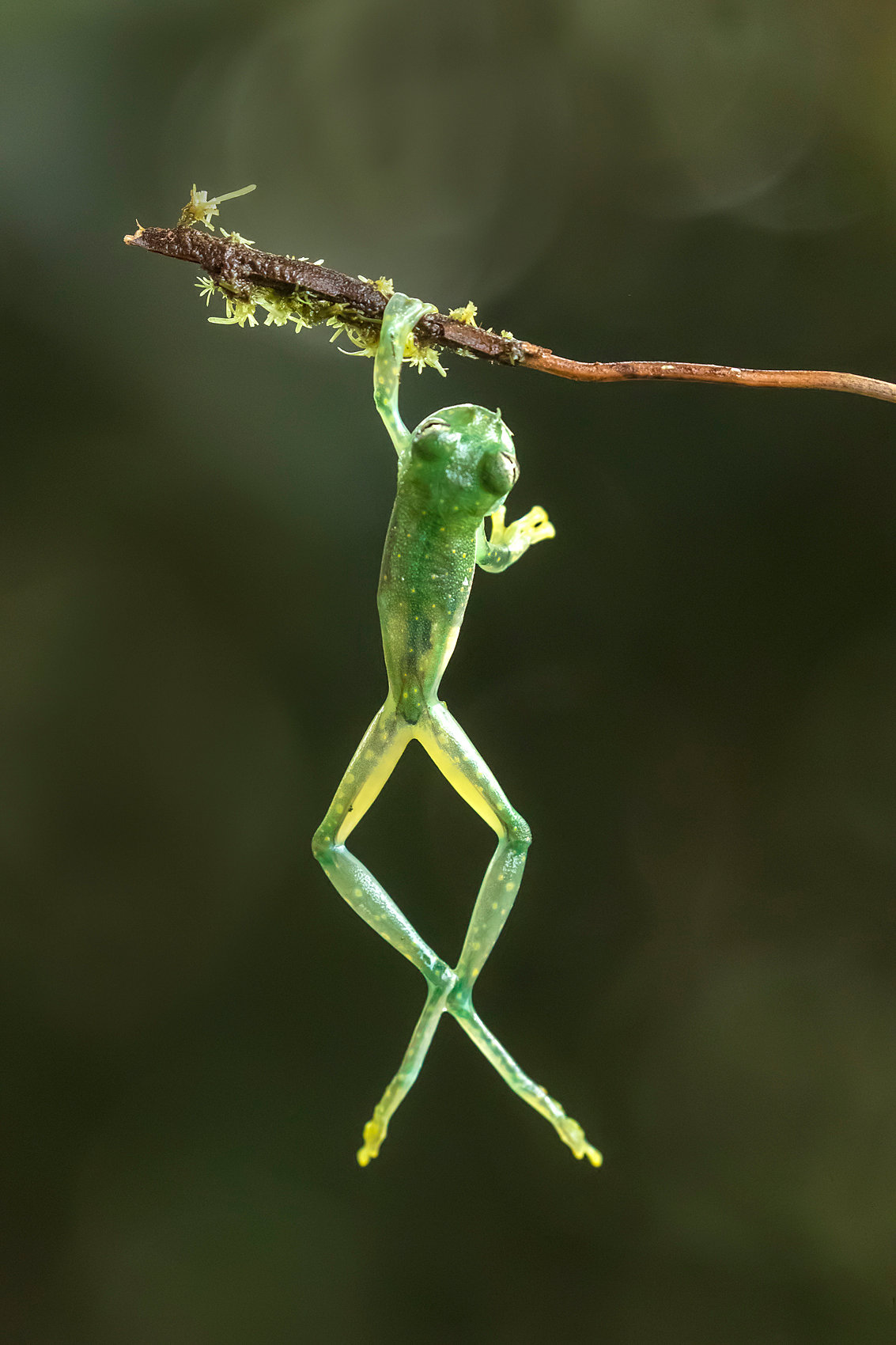 Frog hanging on for dear life - Jim Zuckerman photography & photo tours