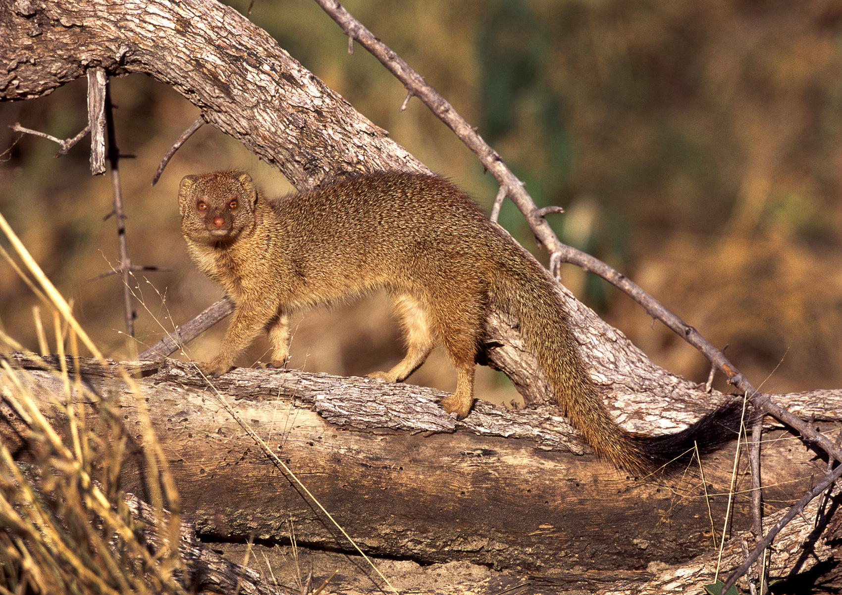 The elusive mongoose - Jim Zuckerman photography & photo tours