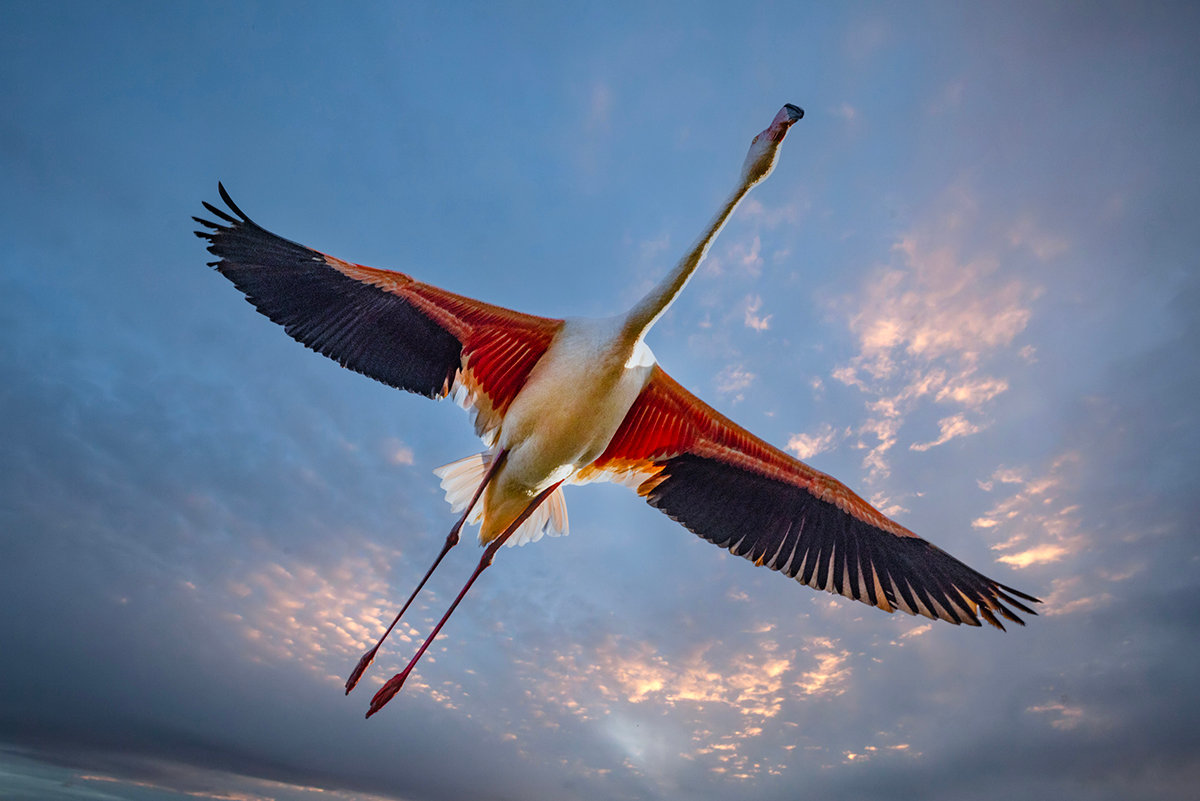 Flamingo in flight - Jim Zuckerman photography & photo tours
