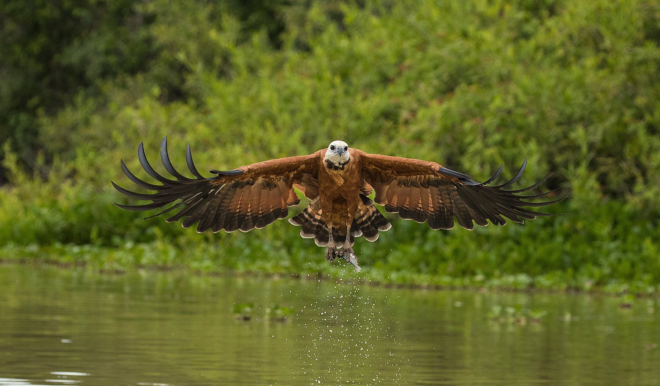 Hawk in flight - Jim Zuckerman photography & photo tours