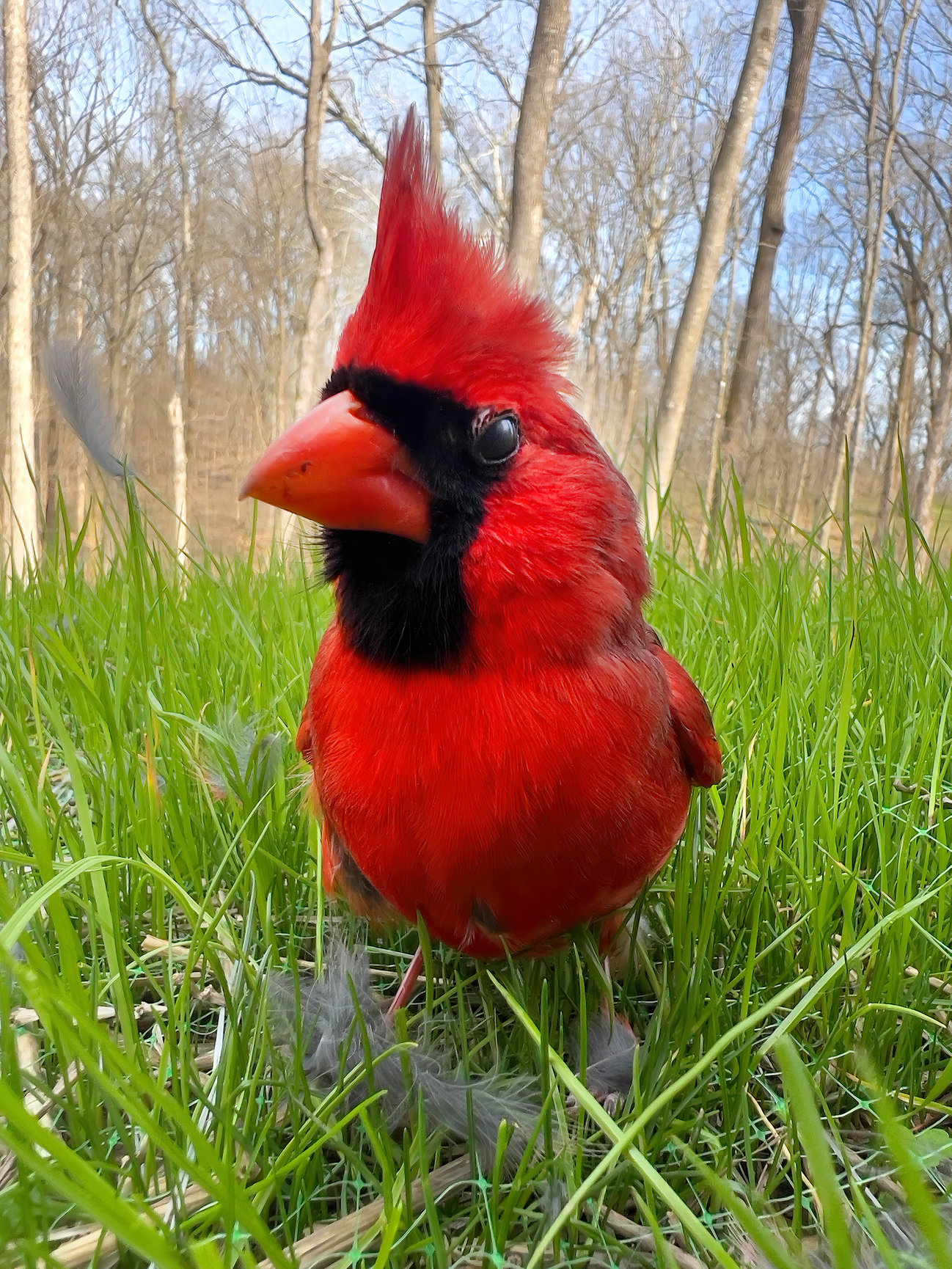 Ground level shot of a cardinal - Jim Zuckerman photography & photo tours