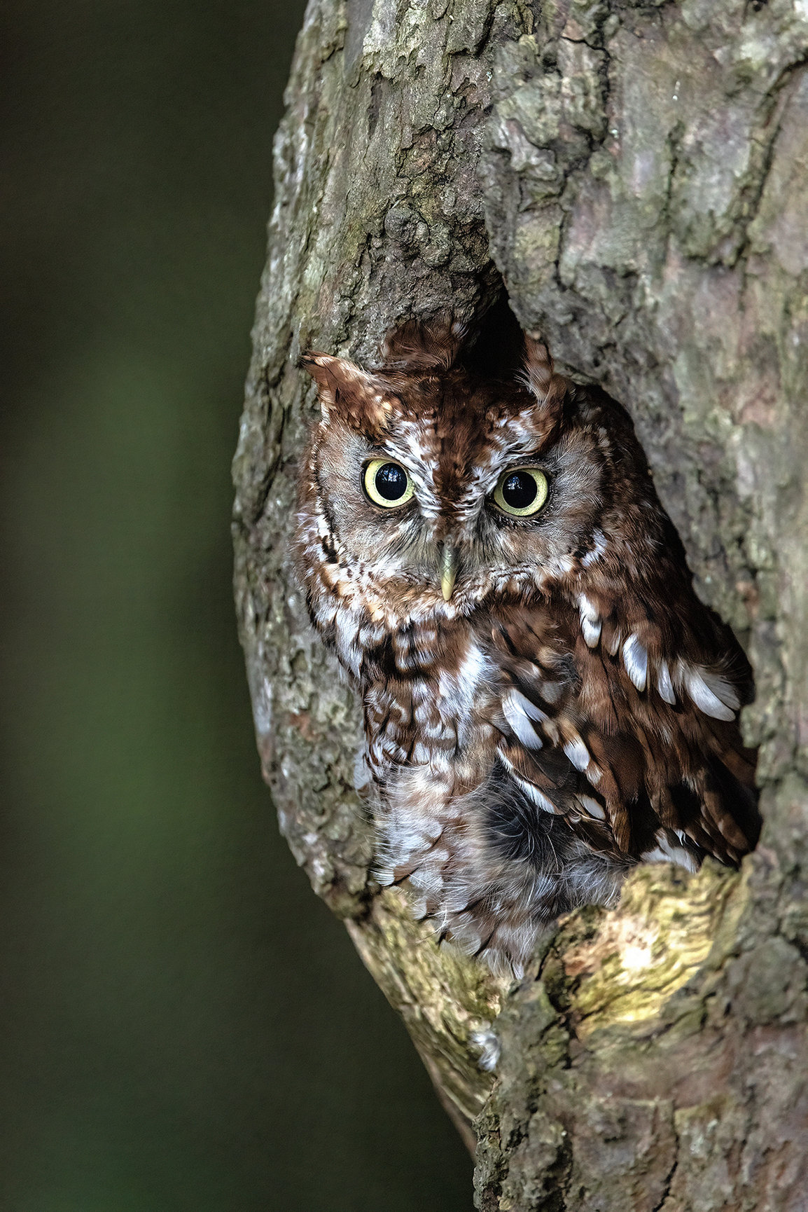 A portrait of an owl - Jim Zuckerman photography & photo tours