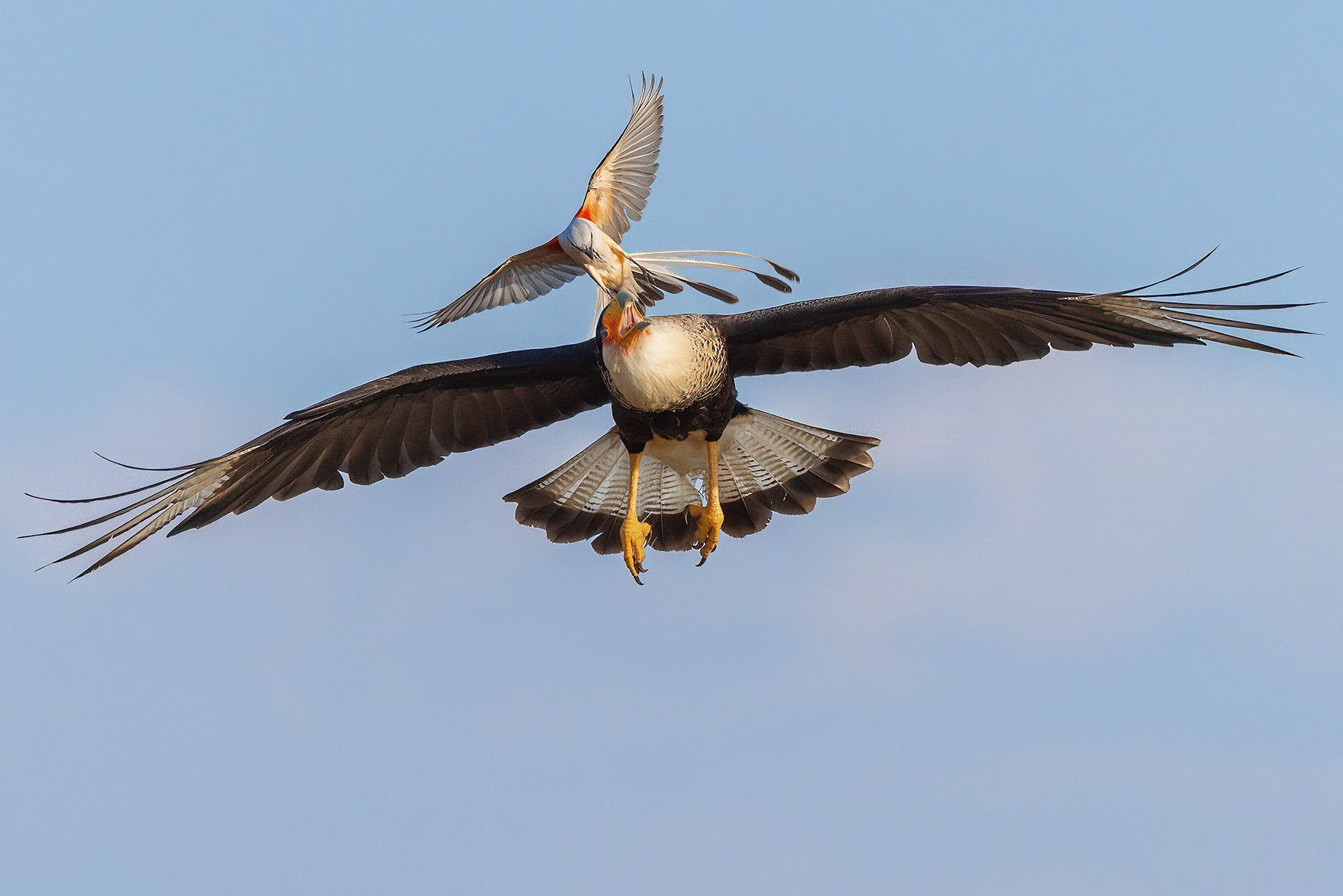 Aerial attack - Jim Zuckerman photography & photo tours