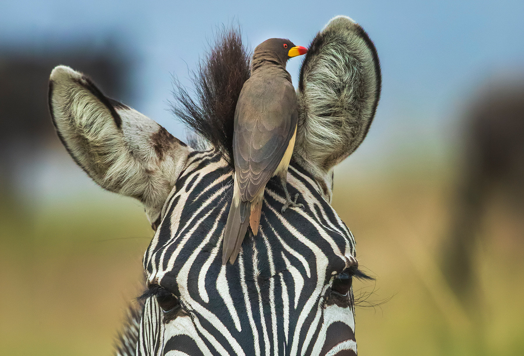 Symbiosis - Jim Zuckerman photography & photo tours