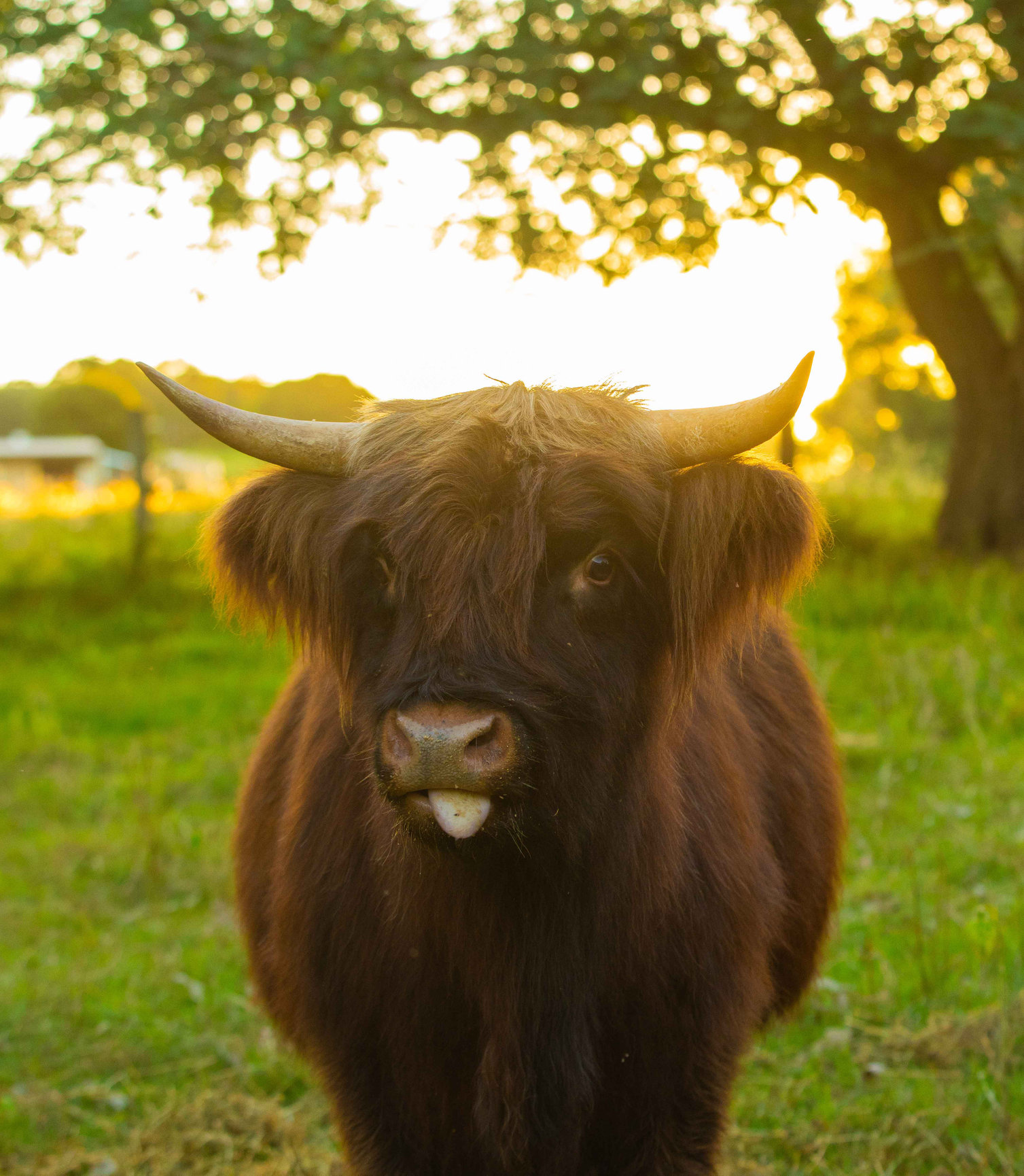 Highland Cow Photography & Encounters | K n J Photography