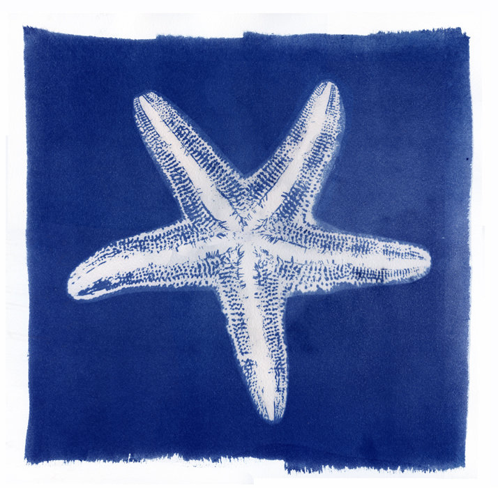 Cyanotype Shells - Longstreet Collection