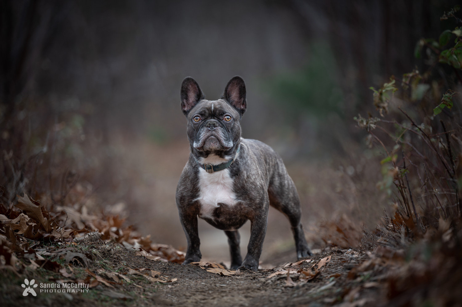 Using Elements in the environment to frame your photography subject ...