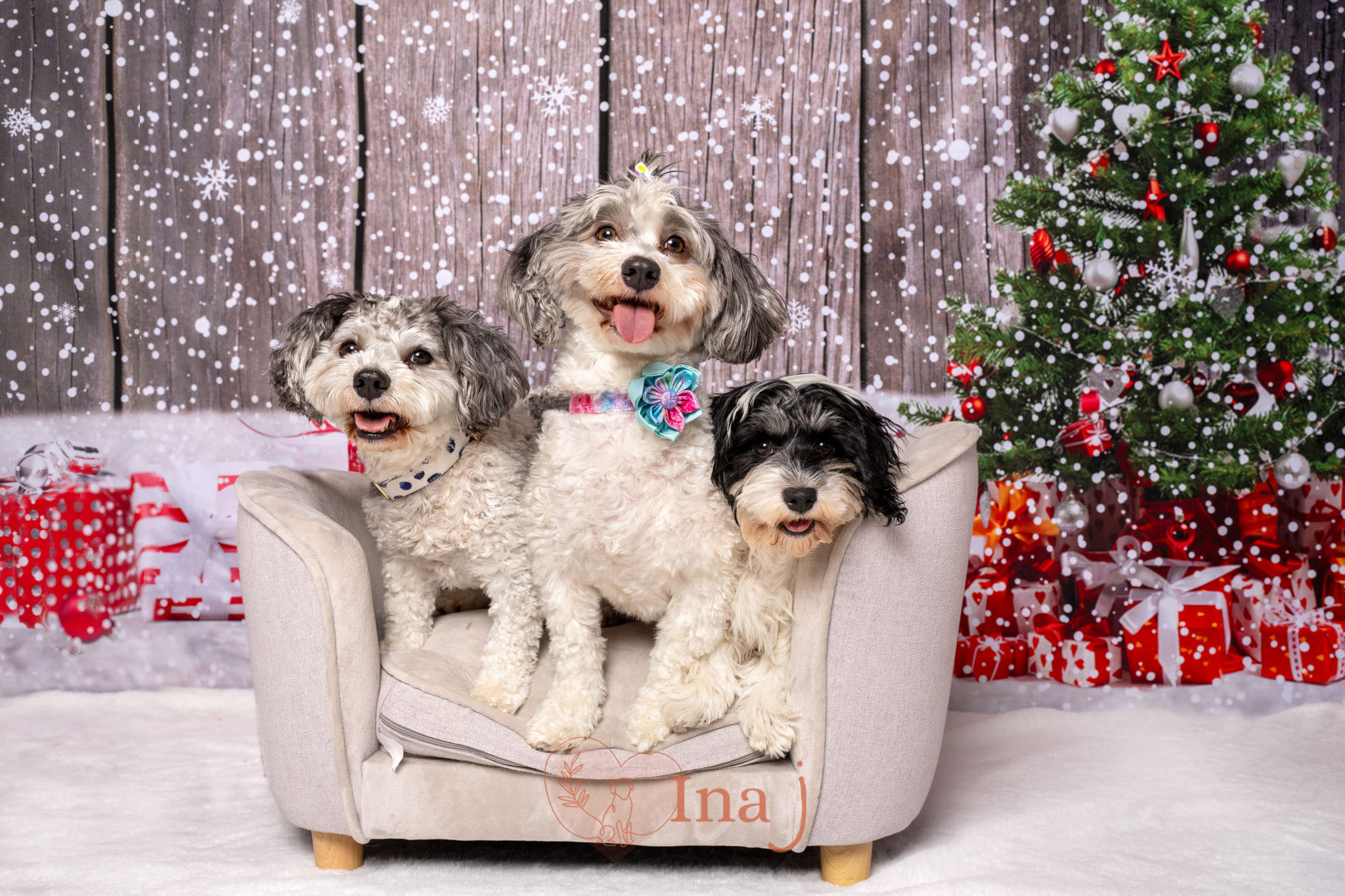 Get Into the Holiday Spirit With Your Pet