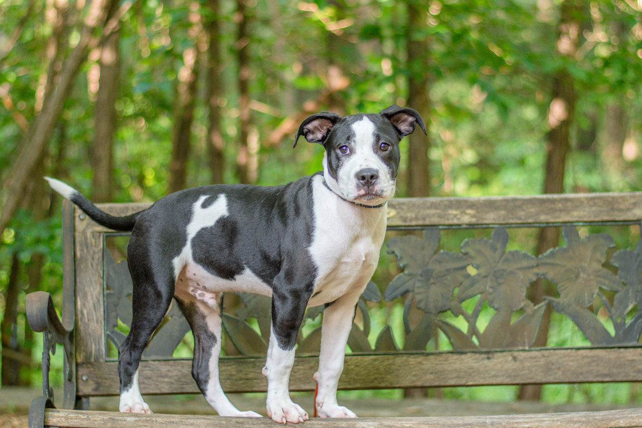 RESCUE FRIENDS - April Eason Photography