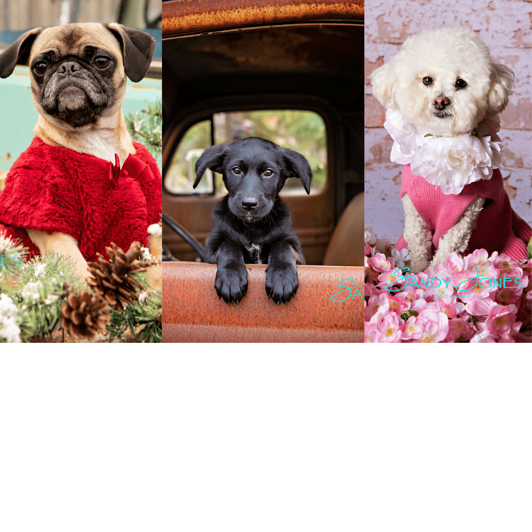 Maple Grove Portrait Photographer | Sandy Jones Photography