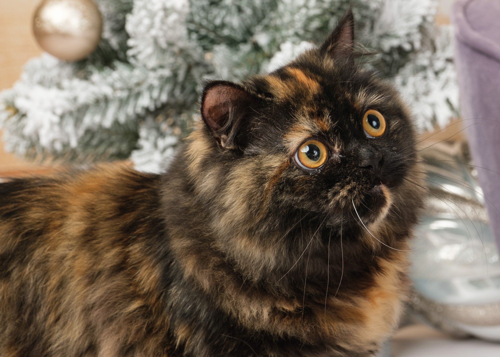 Winnie the Cat - Light and Vision