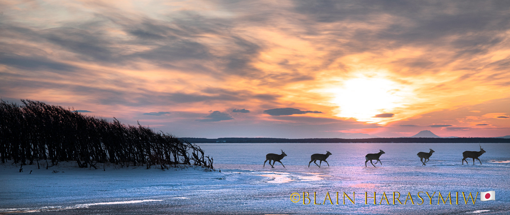 Ezo Sika Deer An Off the Beaten Path Hokkaido Photo Tour Adventure ...