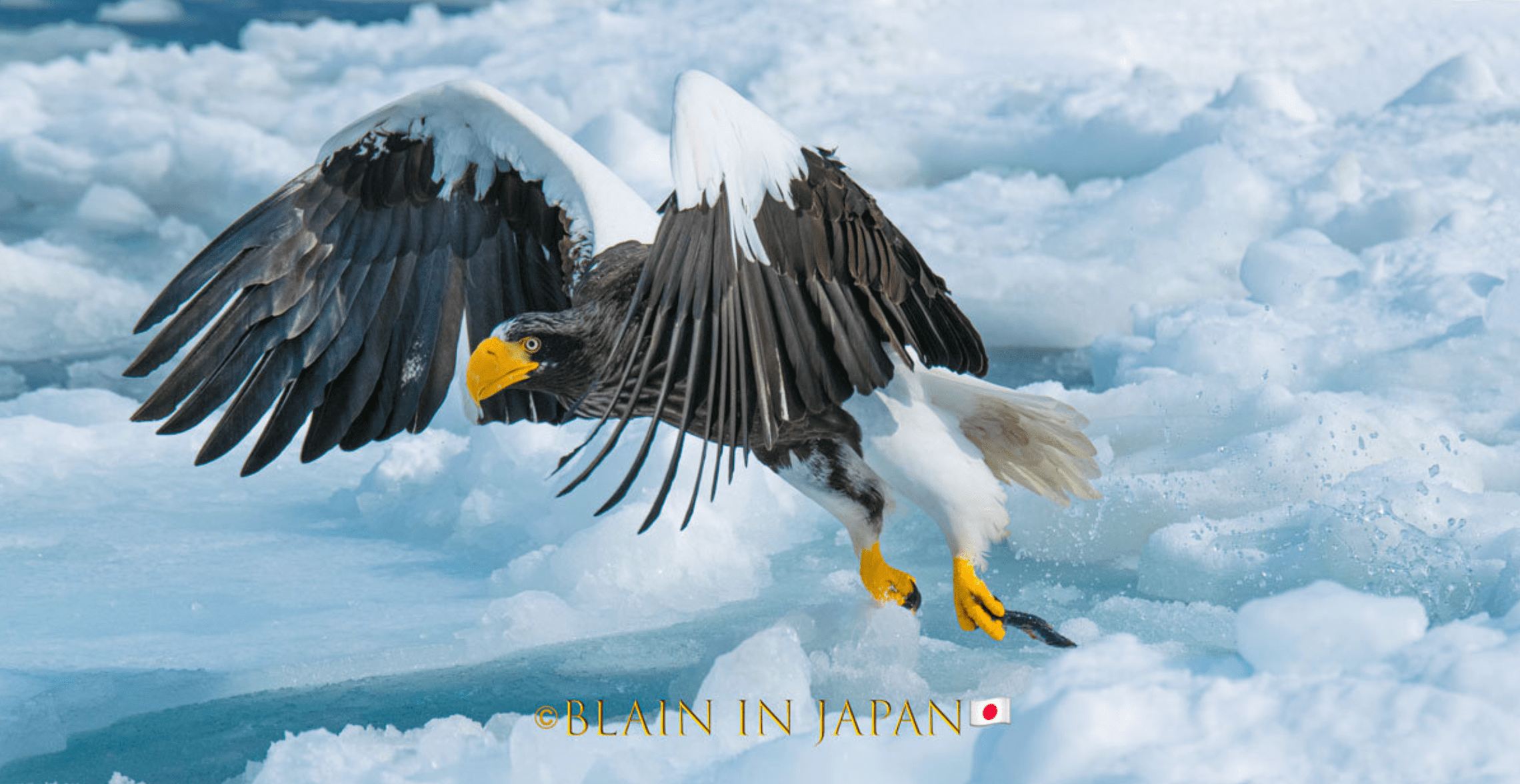 Steller's Sea Eagle Hokkaido Birding Tour - A Nation Unifying Raptor ...