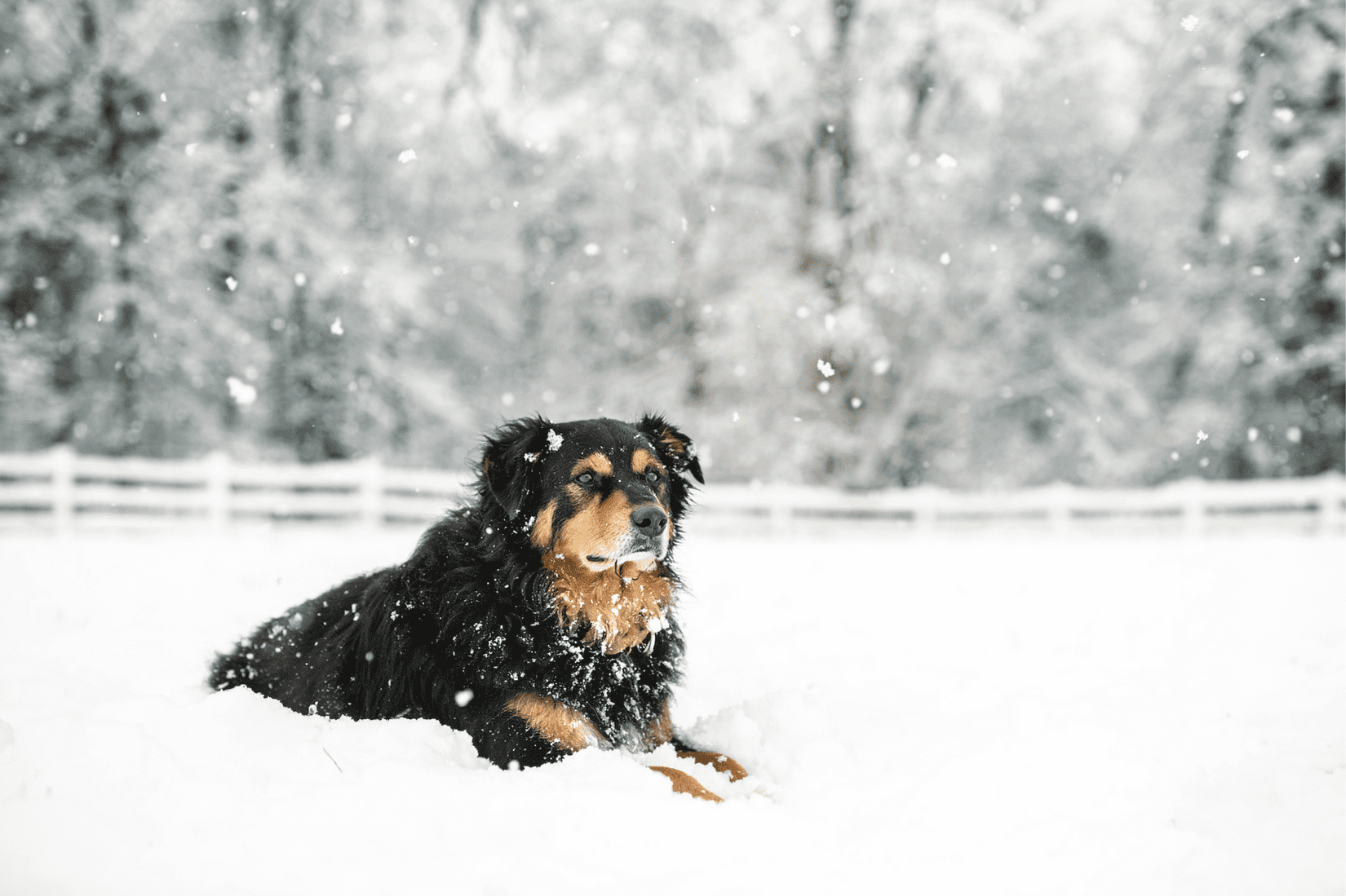 Meet the Dogs of Winter - Rough Coat Photography