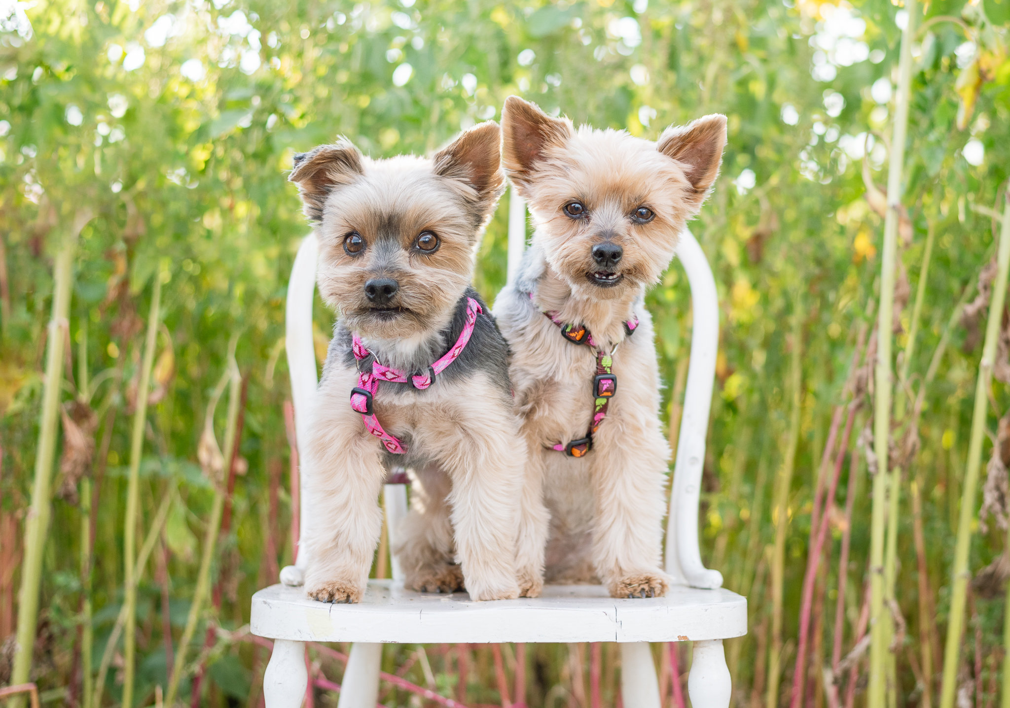 HOME - Savvy Cat Photography