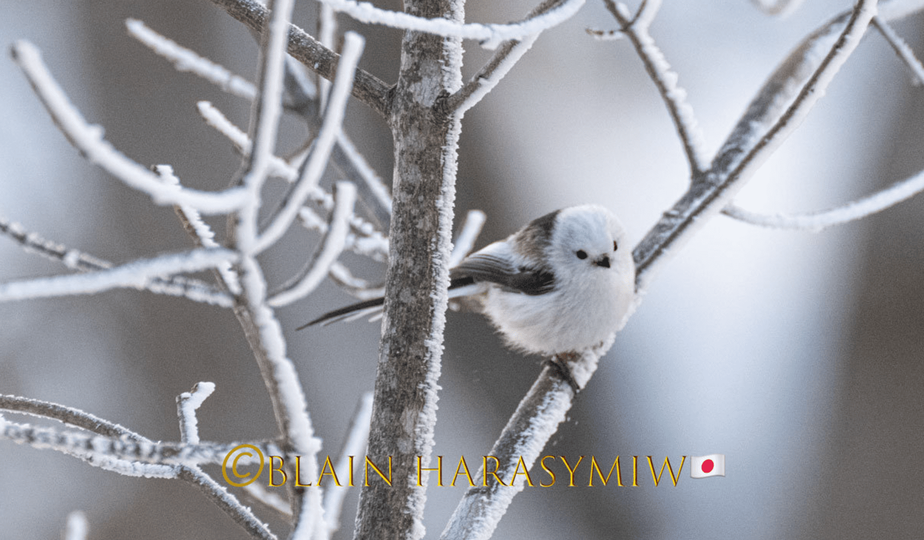 Hokkaido Photo Tour - The Always Adorable Shima Enaga - JAPAN DREAMSCAPES