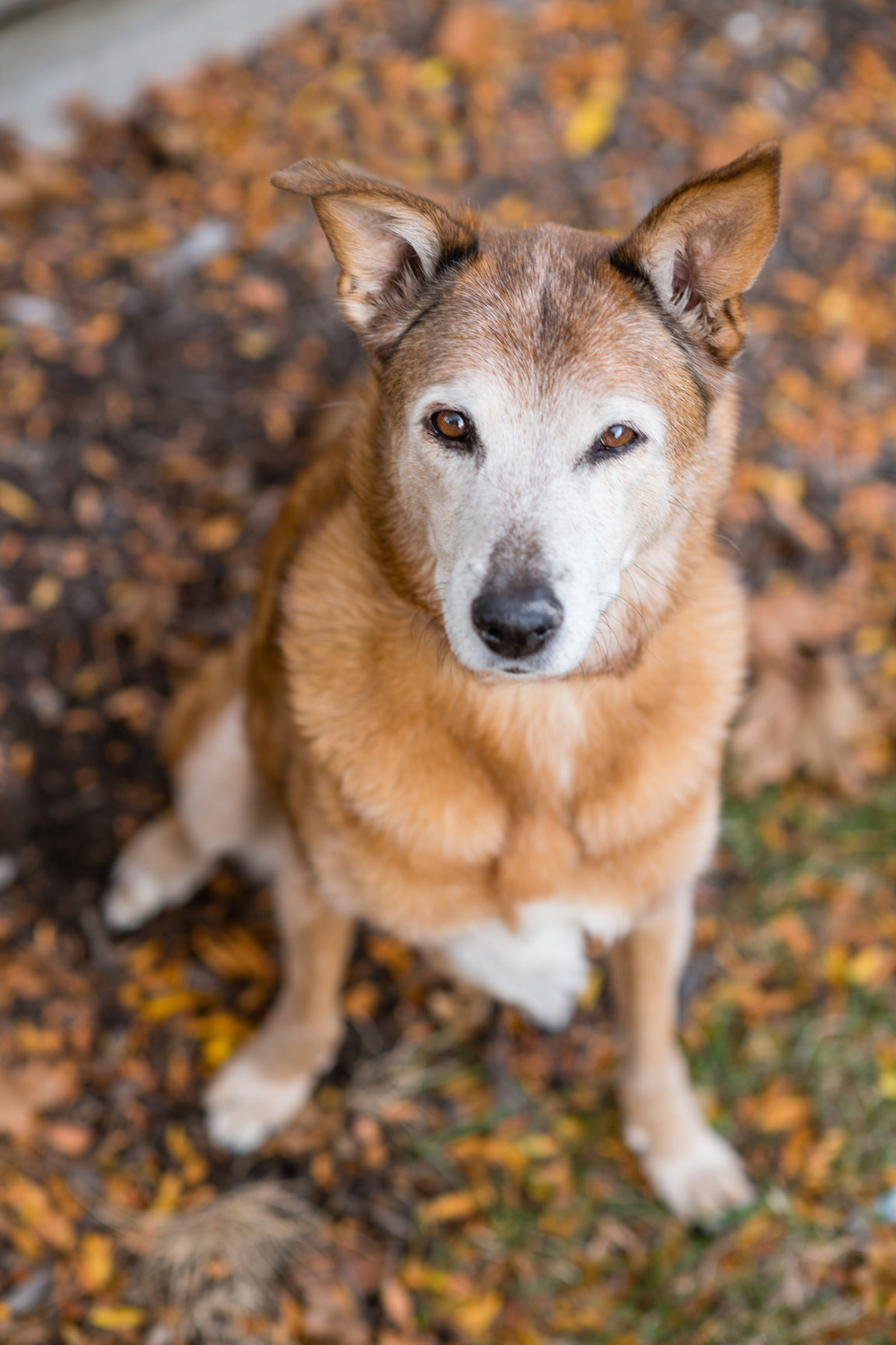Outdoor Dog Portrait Session Dublin Ohio