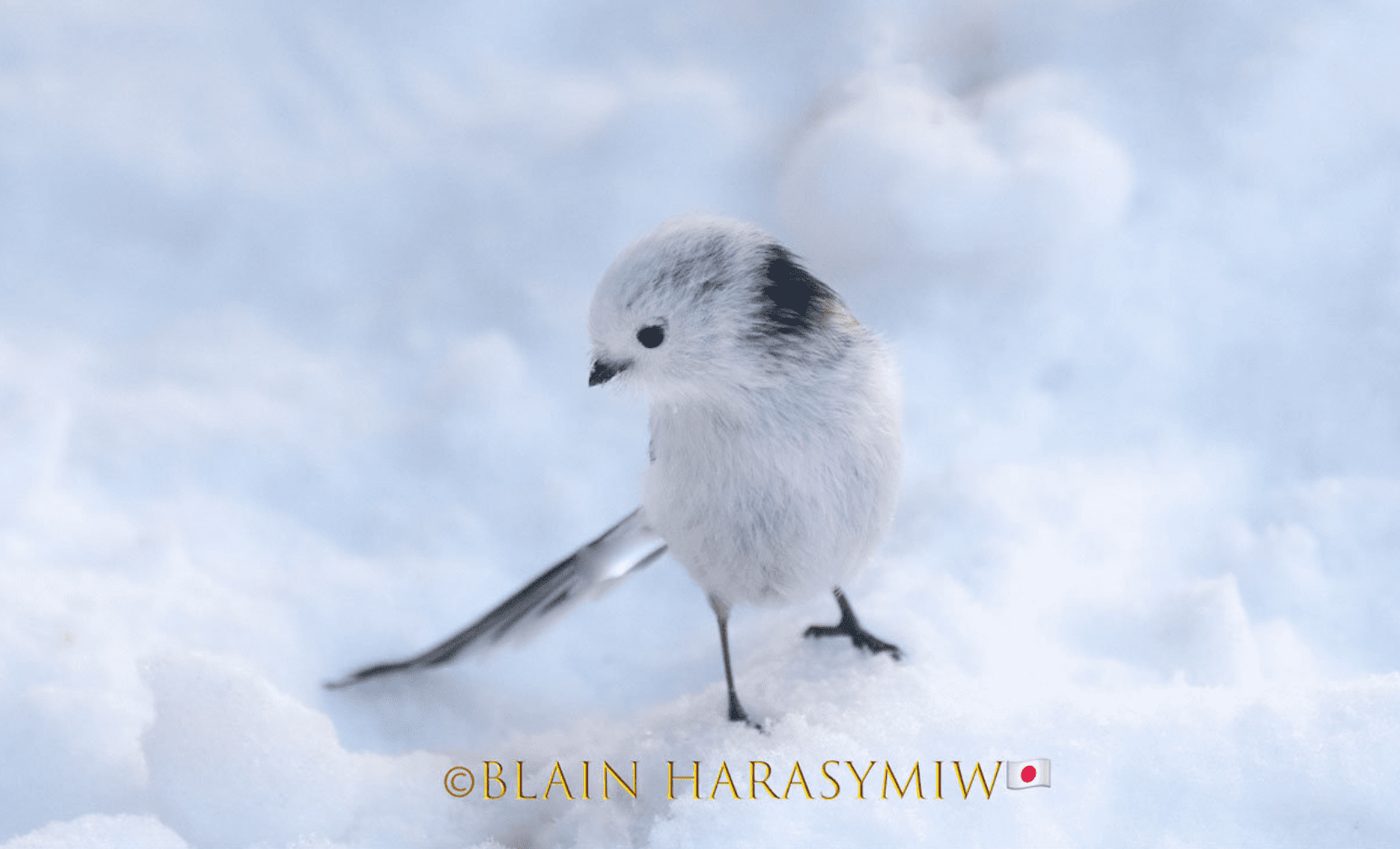 Hokkaido Birding Nature Tour My Bonny Bird - The Shima Enaga ...