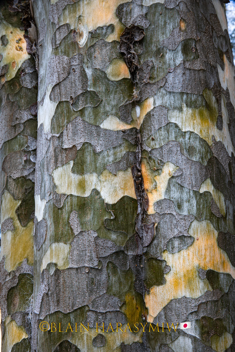 Lacebark Pine (Pinus bungeana) Hokkaido Photo Tour - JAPAN DREAMSCAPES