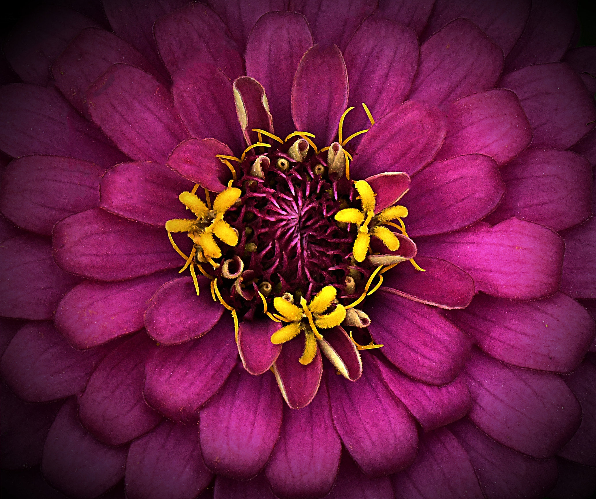 Try a Square Crop - Mike Moats - Award Winning Macro Photographer