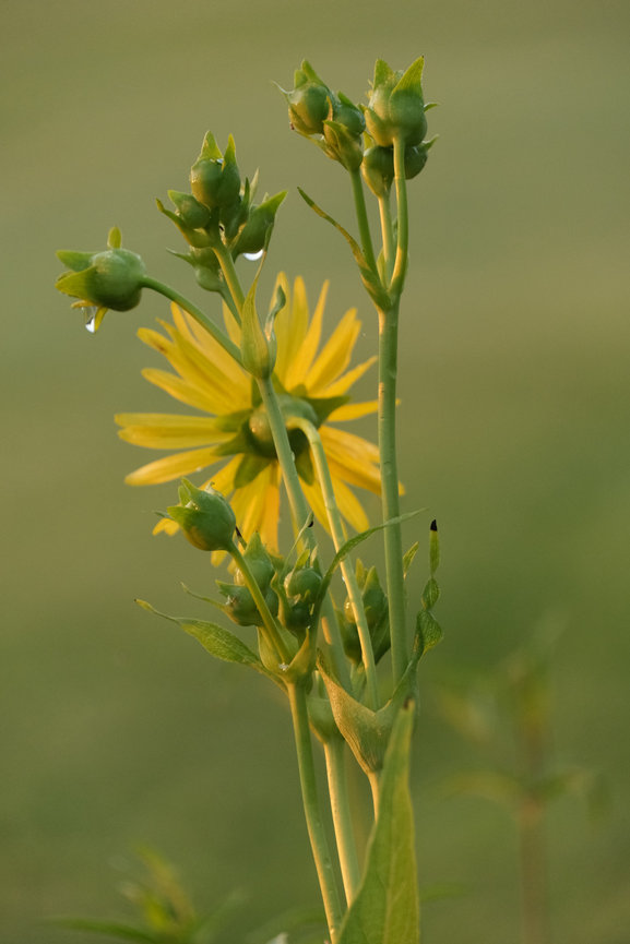 Before and After - Flower Backside - Mike Moats - Award Winning Macro ...