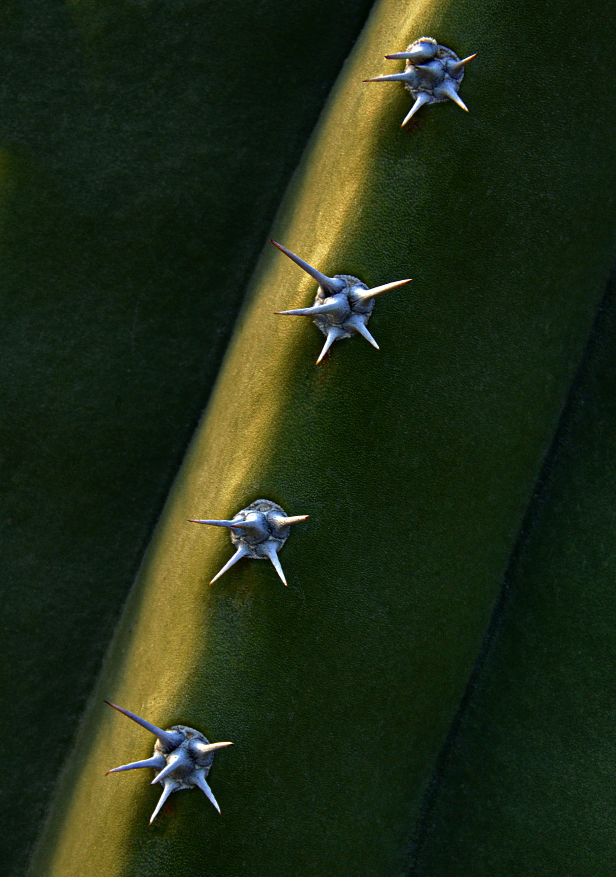 Tucson Botanical Gardens. - Mike Moats - Award Winning Macro Photographer
