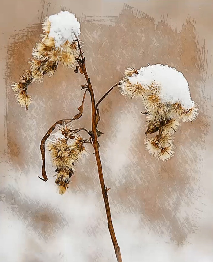 First Snowfall - Mike Moats - Award Winning Macro Photographer