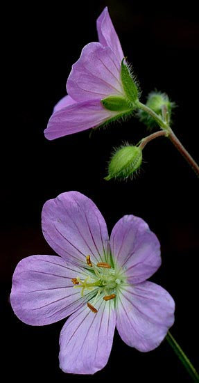 Flowers - Front View / Side View - Mike Moats - Award Winning Macro ...