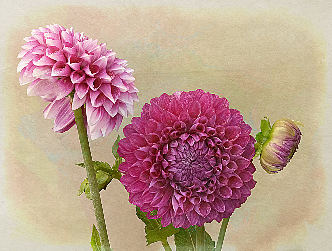 Flowers - Front View / Side View - Mike Moats - Award Winning Macro ...