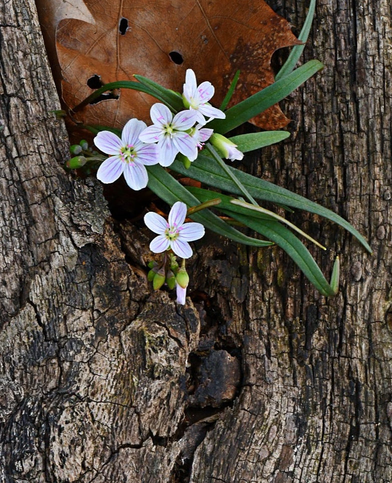 Spring Beauty Flowers - Mike Moats - Award Winning Macro Photographer